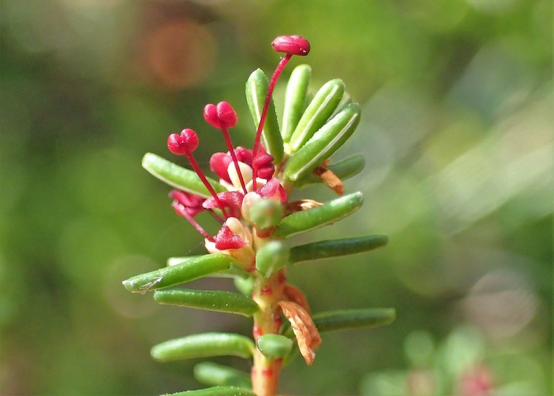 Empetrum Nigrum | Crowberry | Black Crowberry | 30 Seeds - Etsy
