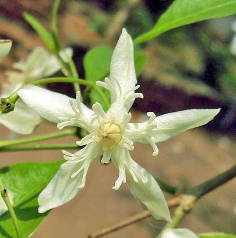 Wrightia Tinctoria Pala Indigo Plant Sweet Indrajao 50 - Etsy