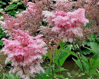 Queen of the Prairie Seeds, Filipendula Rubra FI0125 - Etsy