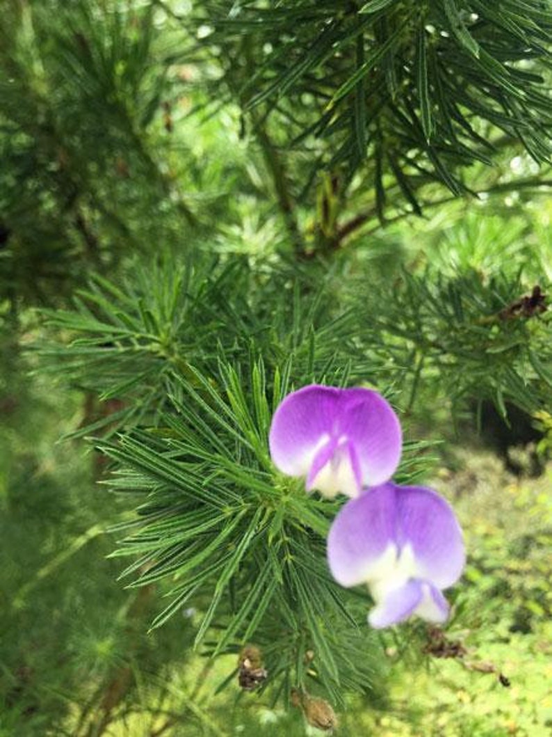 Psoralea Pinnata Kool-aid or Fountain Bush Blue - Etsy