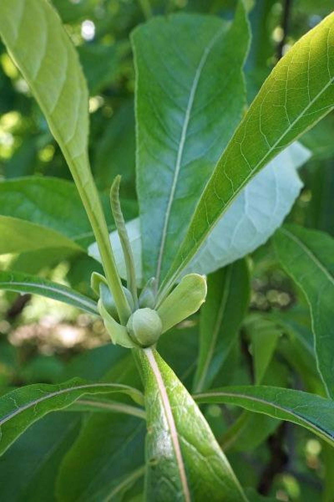 Frankilinia Altamaha Ben Franklin Tree Franklin Tree 5 - Etsy