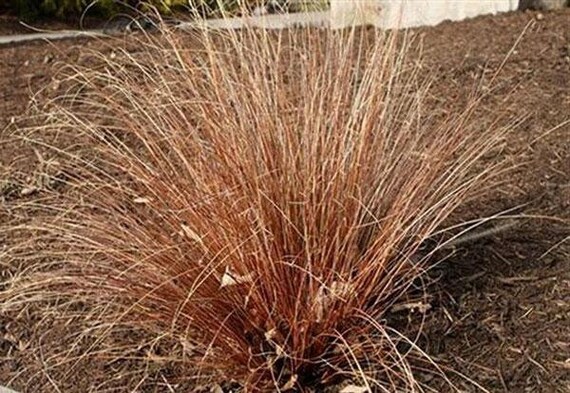 Carex Buchananii Red Rooster Buchanan's Sedge 5 | Etsy