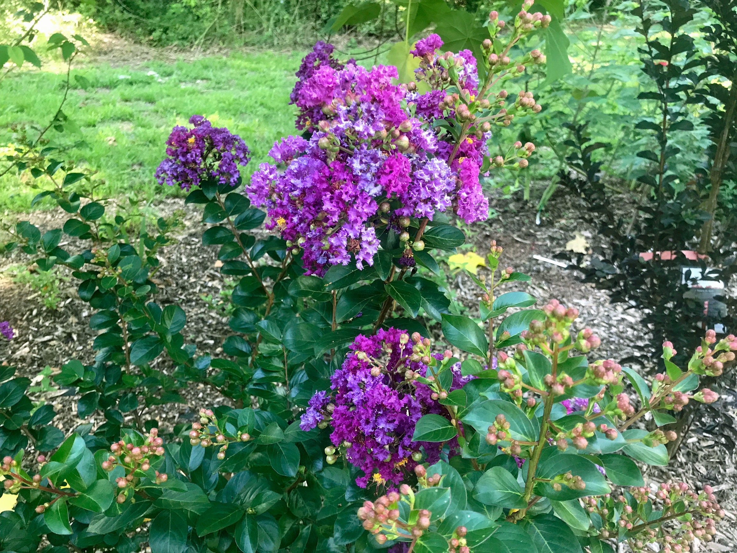 Lagerstroemia Indica 'purpurea' | Dwarf Purple Velvet Crape Myrtle ...