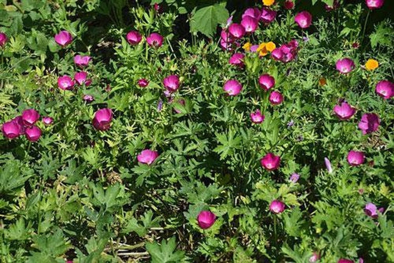 Callirhoe Bushii Bush's Poppy Mallow 10 Seeds - Etsy