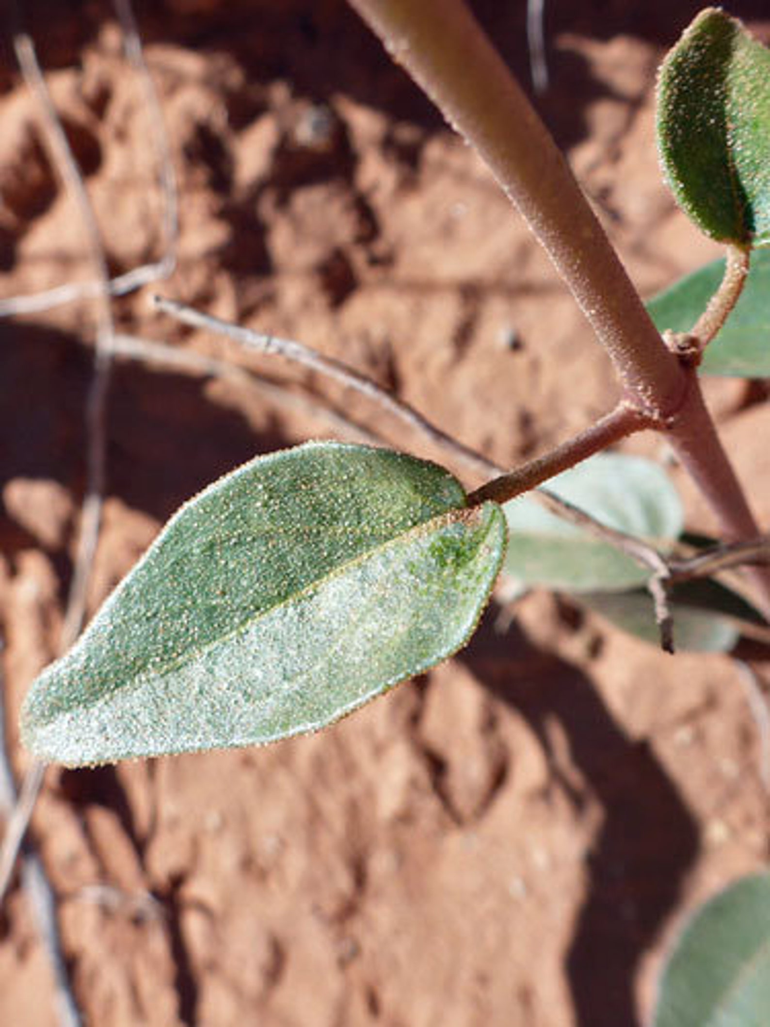 Abronia Fragrans Snowball Sand Verbena 10 Seeds - Etsy