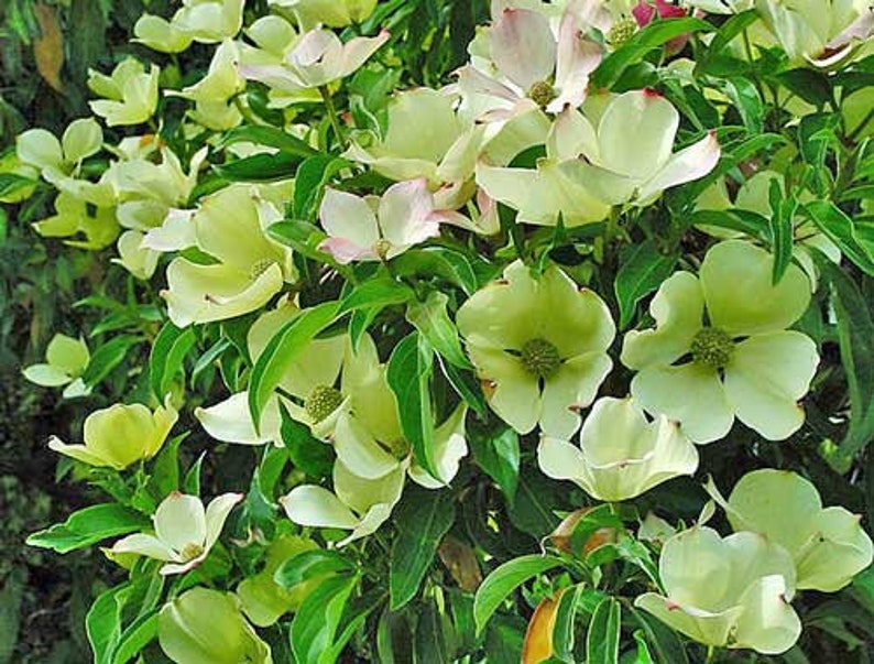 Cornus Capitata Himalayan Dogwood Bentham's Cornel - Etsy