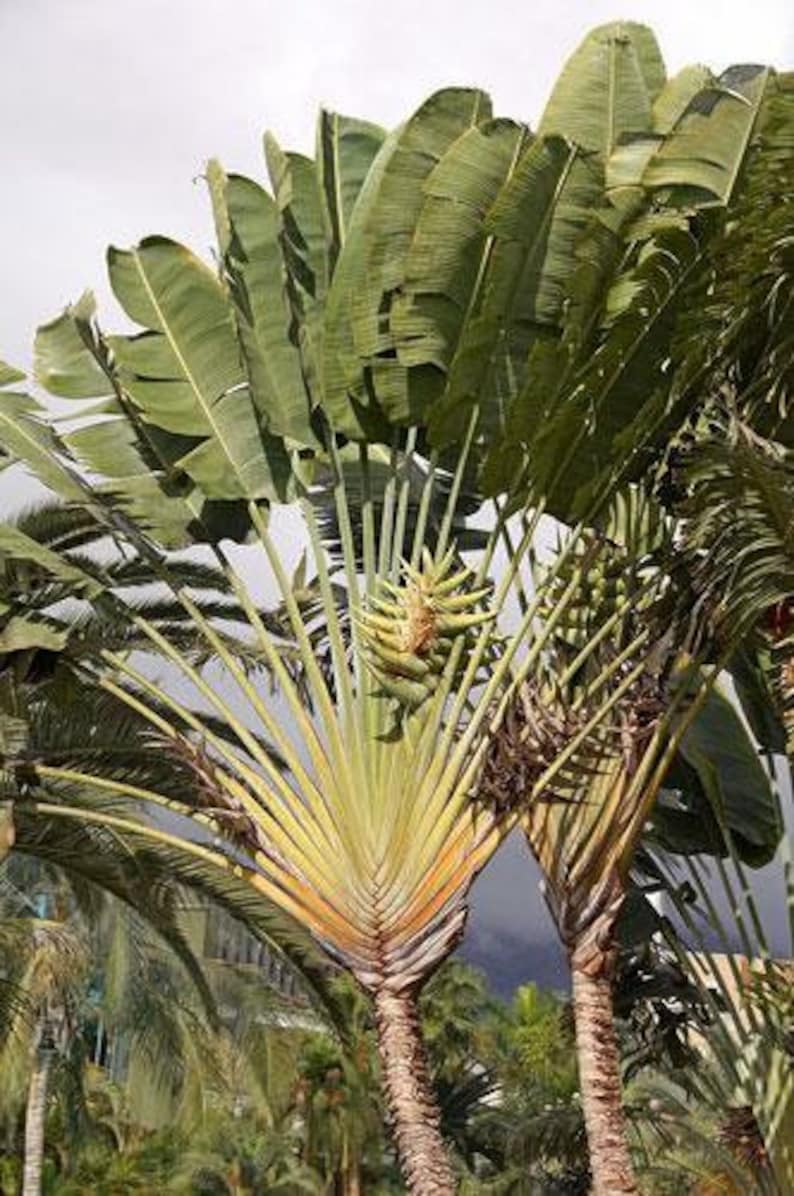 Ravenala Madagascariensis | Fan Plantain | Travellers Palm | 5 Seeds - Etsy