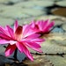 Nymphaea Rubra | Red Cup | Red Flare | 10 Seeds - Etsy