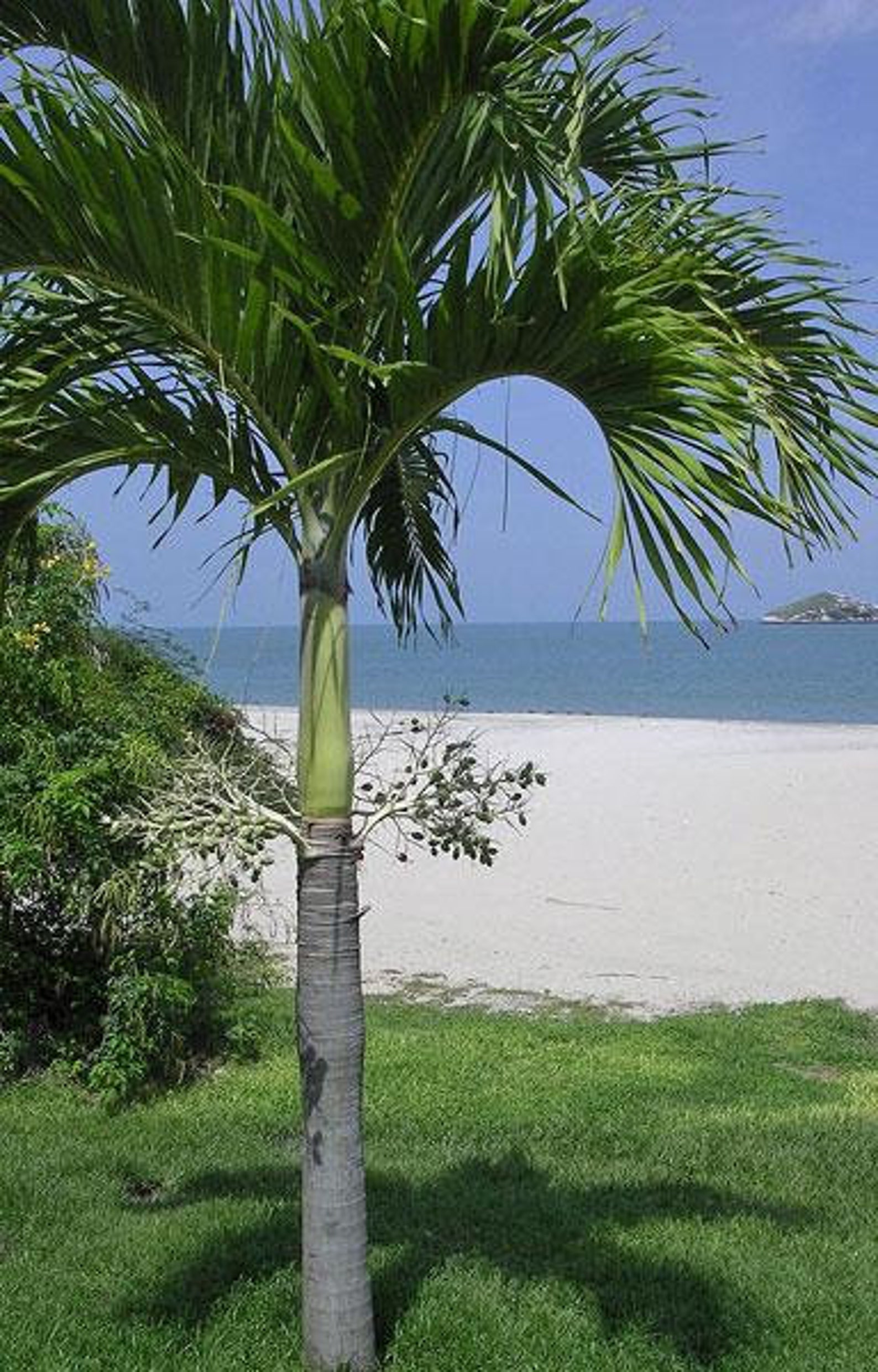 Roystonea regia / Palma Real Cubana / Palma Real de Florida / | Etsy