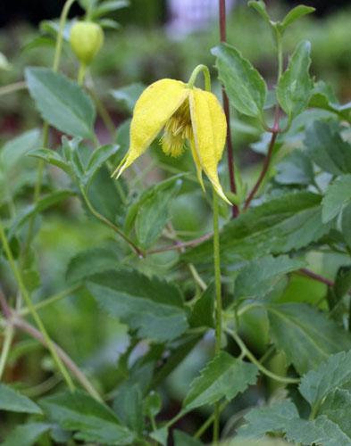 Clematis Orientalis Chinese Clematis Oriental Virginsbower | Etsy