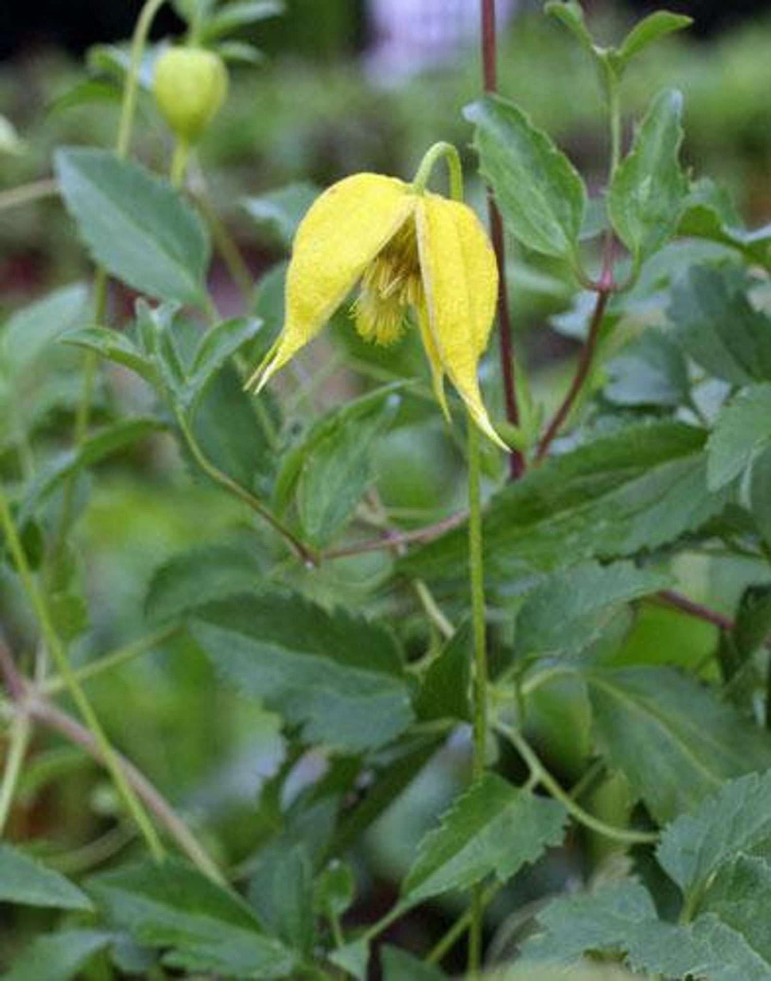 Clematis Orientalis Chinese Clematis Oriental Virginsbower | Etsy