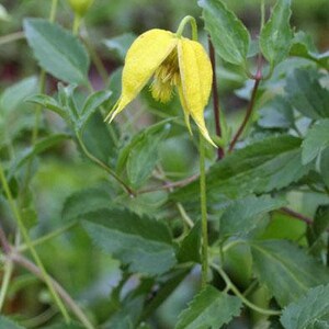 Clematis Orientalis | Chinese Clematis | Oriental Virginsbower | Orange ...
