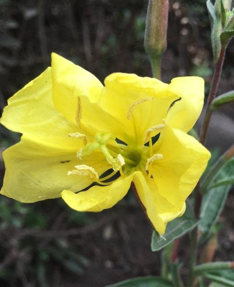 Oenothera Biennis Common Evening Primrose King's Cure - Etsy
