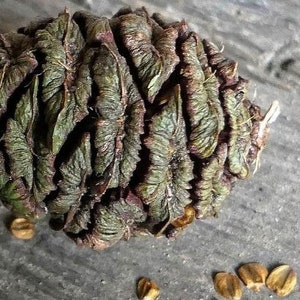 Sequoiadendron Giganteum | Giant Sequoia | 25 Seeds - Etsy