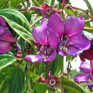 Meriania Nobilis | Amaraboyo | Motley Meriania | Amarrabollo | 10 Seeds ...