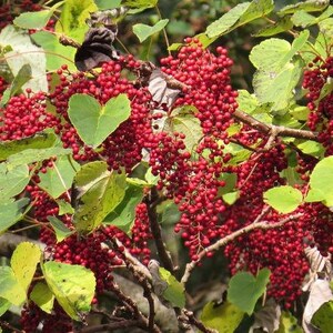 Idesia Polycarpa | Igiri Tree | Wonder Tree | 20 Seeds - Etsy