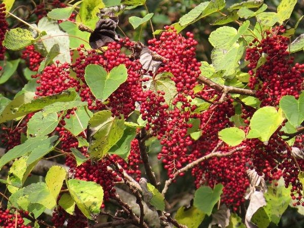 Idesia Polycarpa Igiri Tree Wonder Tree 20 Seeds | Etsy