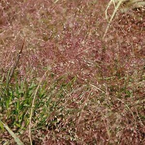 Eragrostis Spectabilis | Purple Love Grass | Tumblegrass | 20 Seeds - Etsy
