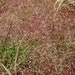 Eragrostis Spectabilis Purple Love Grass Tumblegrass 20 Seeds - Etsy