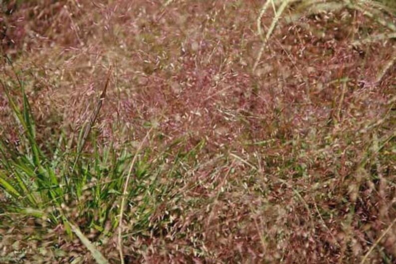 Eragrostis Spectabilis Purple Love Grass Tumblegrass 20 - Etsy