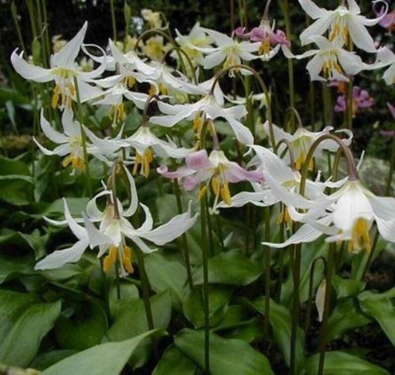 Erythronium Elegans Coast Range Fawn Lily 5 Seeds - Etsy