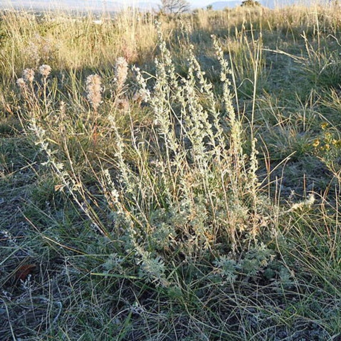 Artemisia Frigida Fringed Sagewort Pasture or Prairie Sage | Etsy