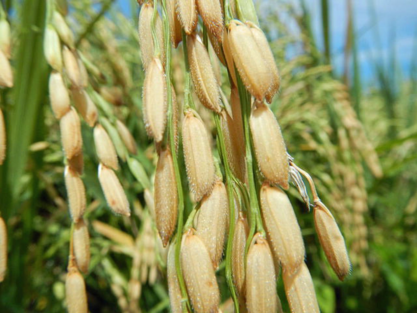 Oryza Sativa | Golden Rice | 10 Seeds - Etsy