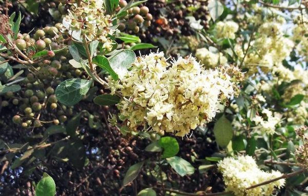 Lawsonia Inermis | Henna | Mignonette Tree | Egyptian Privet | 10 Seeds ...