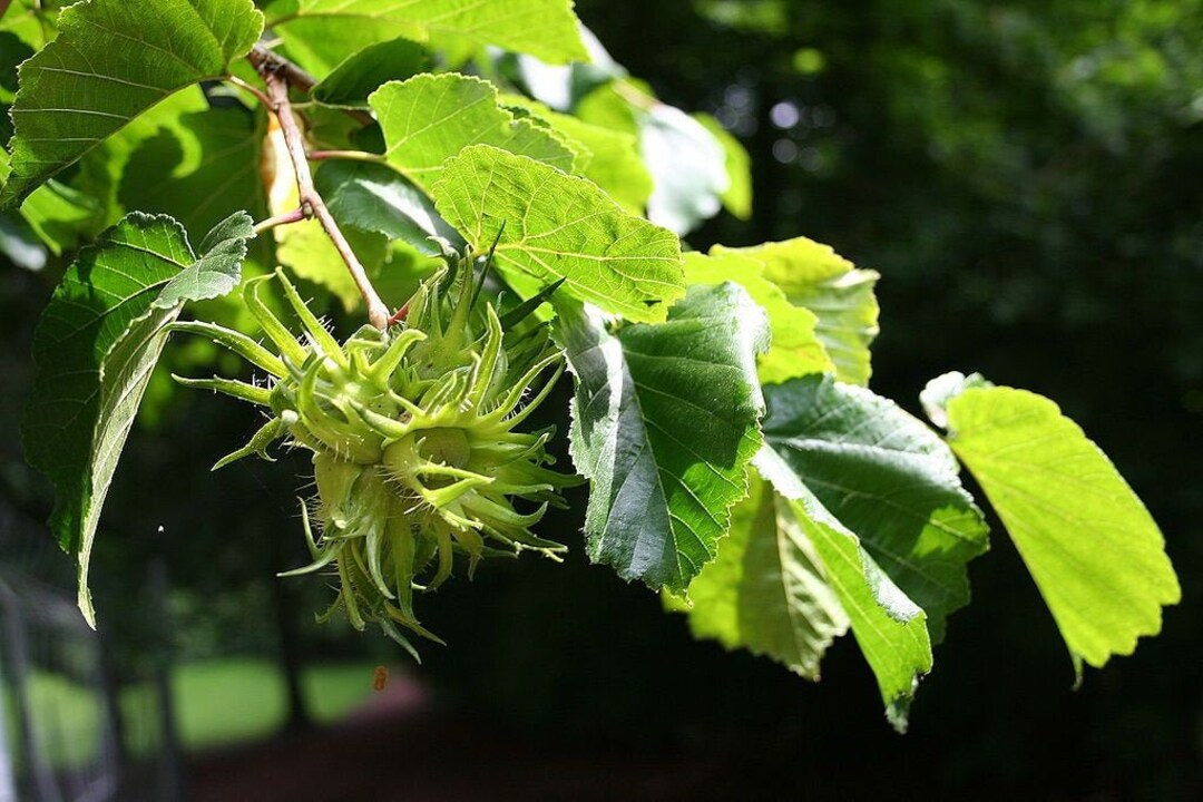 Corylus Colurna | Turkish Hazel | Chinese Hazelnut | 10 Seeds - Etsy