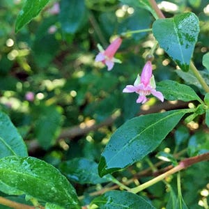 Small Leaf Fuchsia Seeds | Fuchsia Microphylla - Etsy