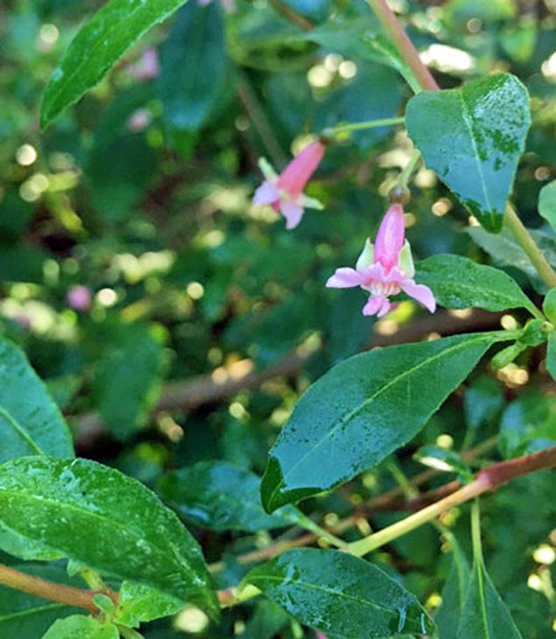 Small Leaf Fuchsia Seeds | Fuchsia Microphylla - Etsy