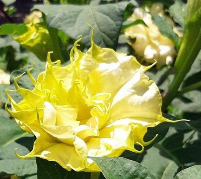 Datura Metel Double Yellow Golden Queen 5 Seeds - Etsy