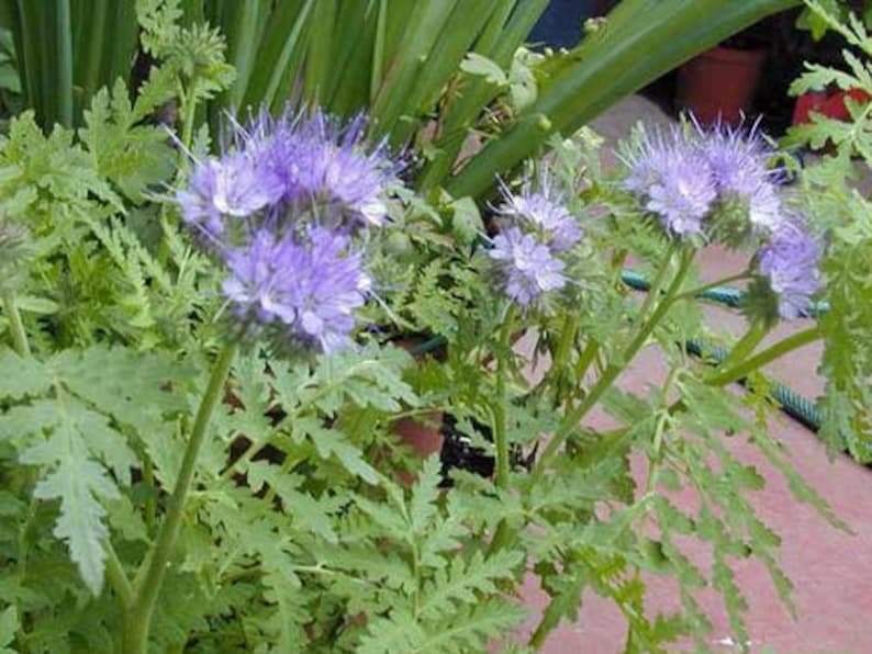 Phacelia Tenacetifolia | Lacy Phacelia | Fiddleneck | 300 Seeds - Etsy
