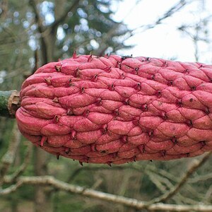 Magnolia Officinalis | Houpo Magnolia | 5 Seeds - Etsy