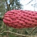 Magnolia Officinalis Houpo Magnolia 5 Seeds - Etsy