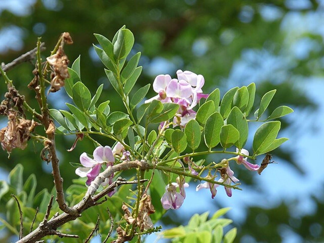 Gliricidia Sepium | Quick Stick | 10 Seeds - Etsy