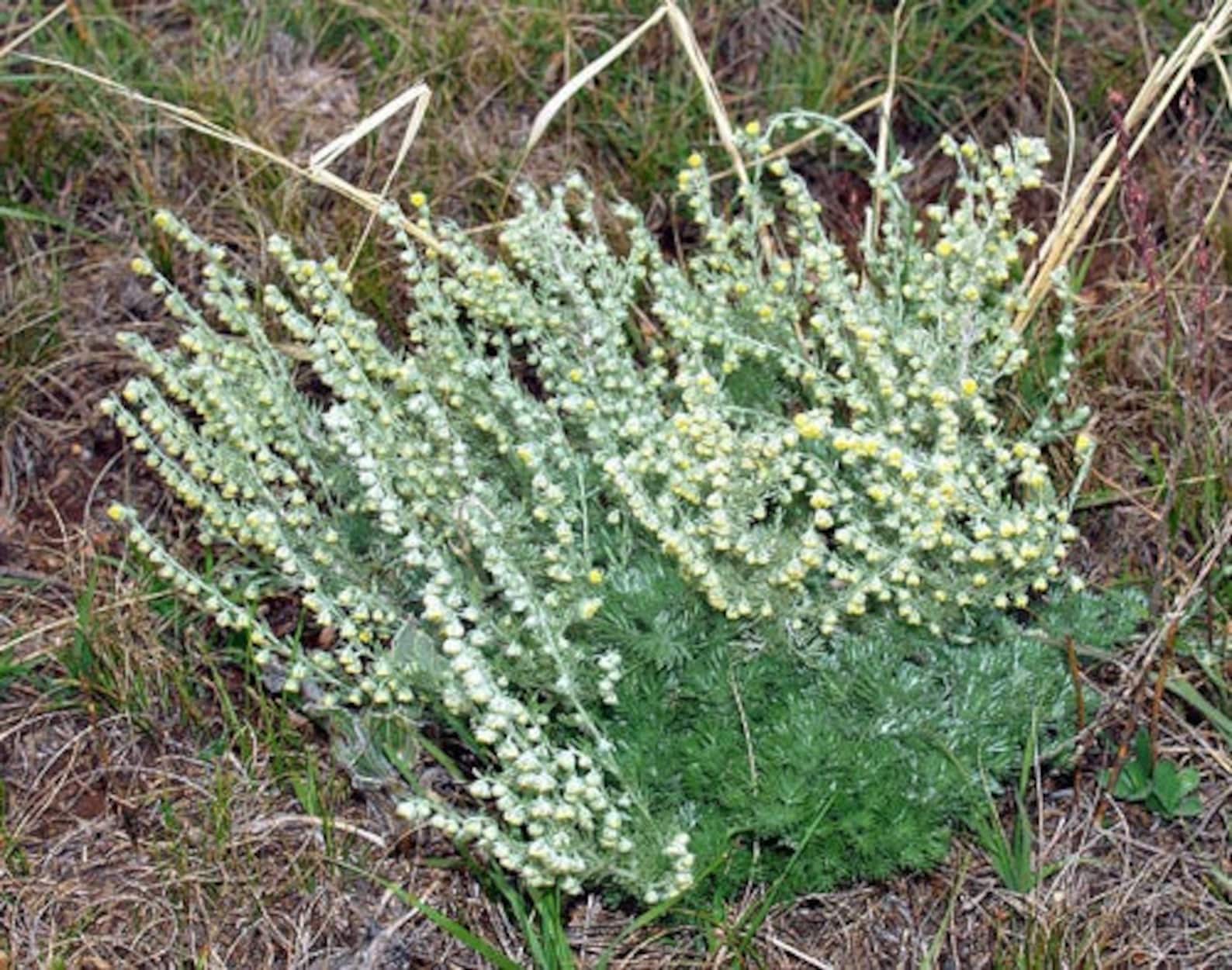 Artemisia Frigida Fringed Sagewort Pasture or Prairie Sage - Etsy