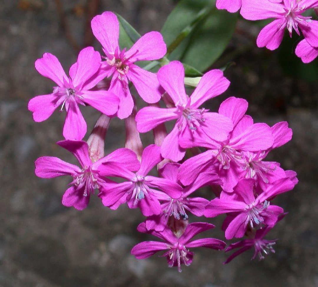 Silene Armeria | None-so-pretty | Sweet William Catchfly | 1000 Seeds ...