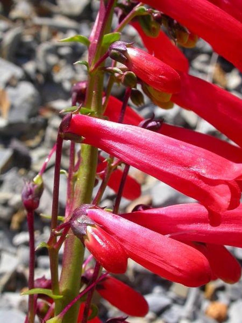 Penstemon Eatonii | Firecracker Penstemon | 200 Seeds - Etsy