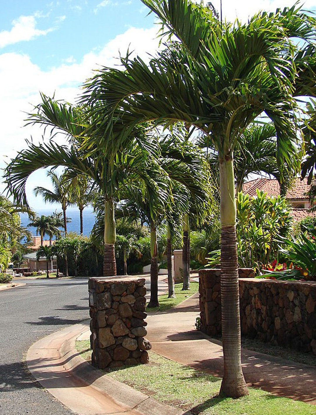 Adonidia Merrillii | Christmas Palm | 5 Seeds - Etsy