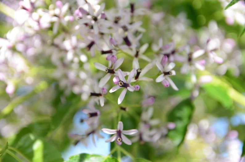 Melia Azedarach Chinaberry Tree Syringa Berry Tree Cape - Etsy Canada