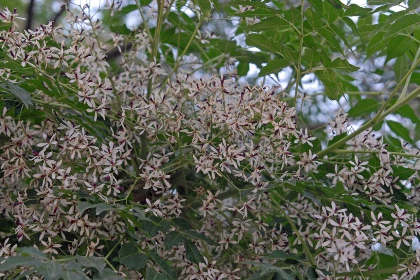 Melia Azedarach | Chinaberry Tree | Syringa Berry Tree | Cape Lilac ...