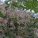 Melia Azedarach | Chinaberry Tree | Syringa Berry Tree | Cape Lilac ...
