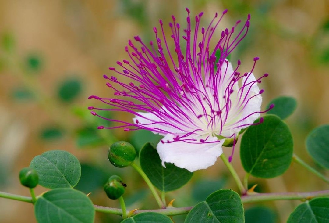 Capparis Spinosa | Caper Bush | Flinders Rose | 100 Seeds - Etsy