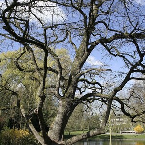 Corylus Colurna | Turkish Hazel | Chinese Hazelnut | 10 Seeds - Etsy