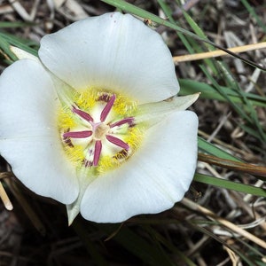 Calochortus Ambiguus | Arizona Mariposa Lily | Waxy Mariposa Lily | 10 ...