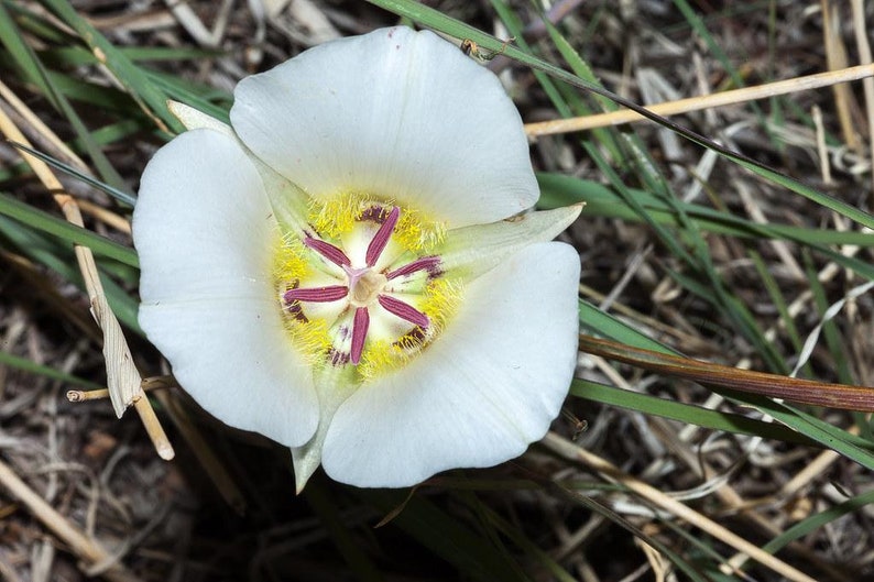 Calochortus Ambiguus | Arizona Mariposa Lily | Waxy Mariposa Lily | 10 ...