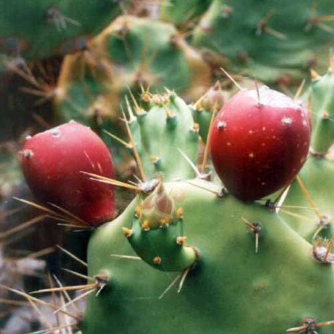 Opuntia Dillenii | Sweet Prickly Pear | 10 Seeds - Etsy