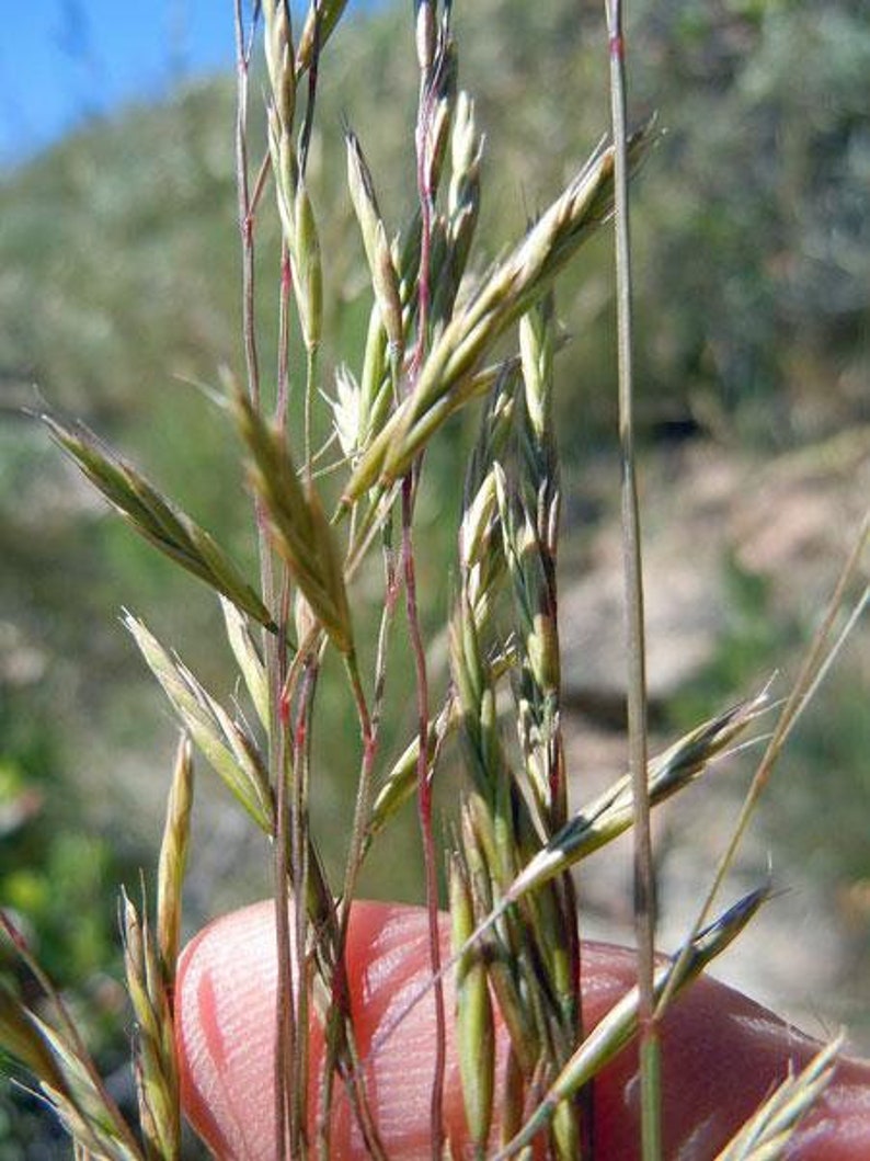 Festuca Idahoensis Roemer's Fescue Blue Bunchgrass - Etsy