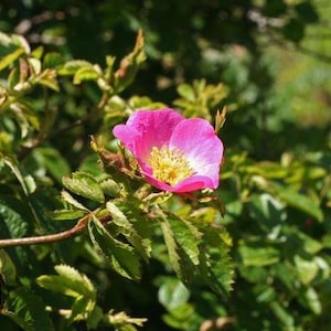 Rosa Eglantaria | Sweetbriar Rose | Eglantine Rose | 100 Seeds - Etsy